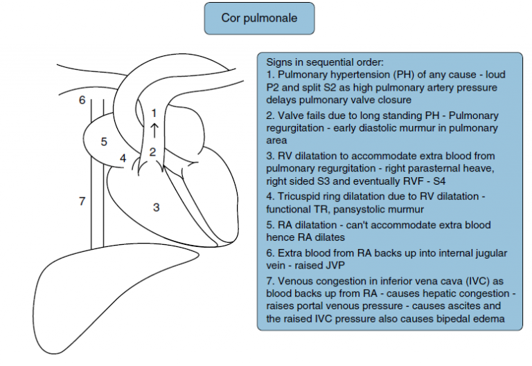 Palpation of the Heart and Cardiovascular Assessment - The Med Book